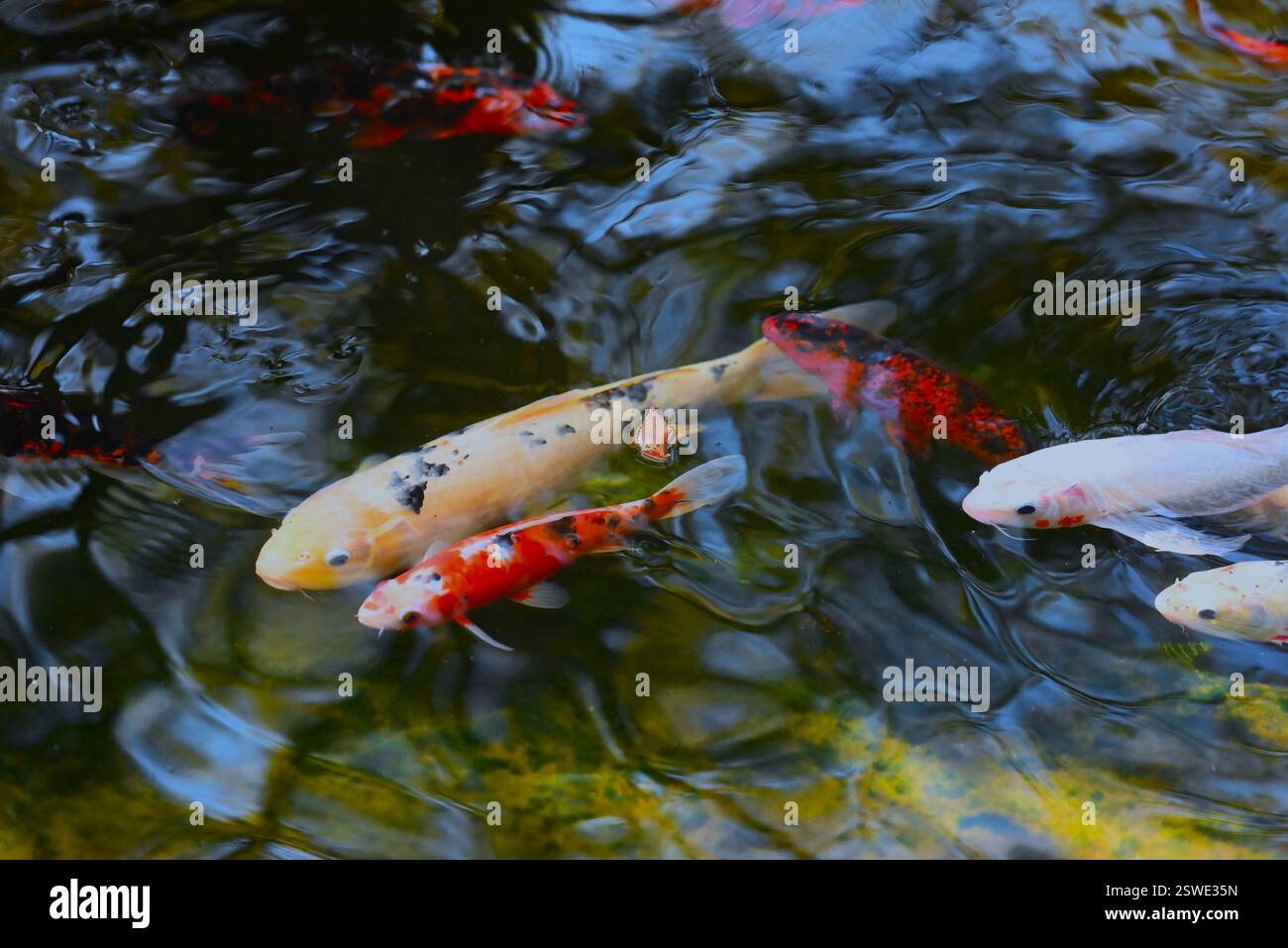 Koi fish swimming in green hi-res stock photography and images - Alamy