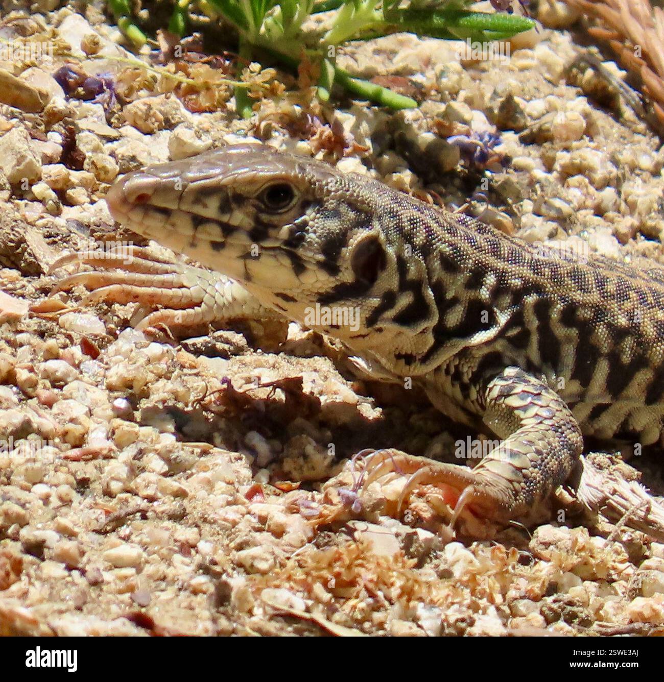 Western whiptail lizard hi-res stock photography and images - Alamy