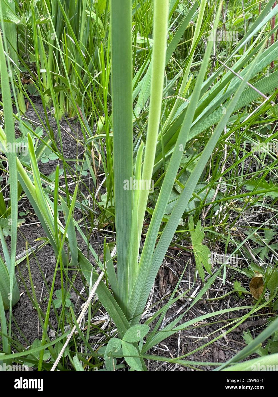 western blue flag (Iris missouriensis), Plantae, Fremont-Winema ...