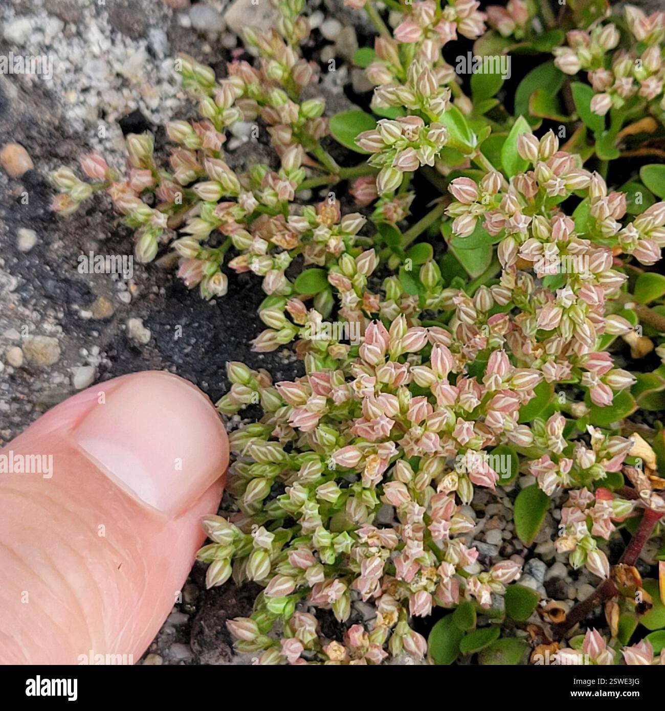 fourleaf manyseed (Polycarpon tetraphyllum), Plantae, University Park ...