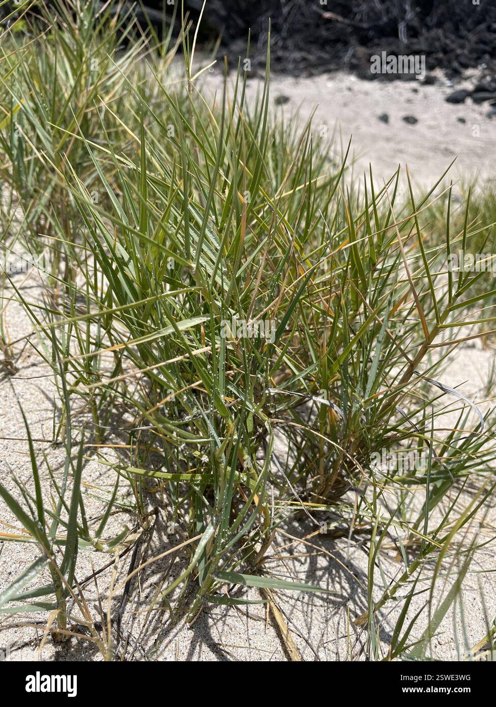 seashore dropseed (Sporobolus virginicus), Plantae, Kalaoa, HI 96740 ...