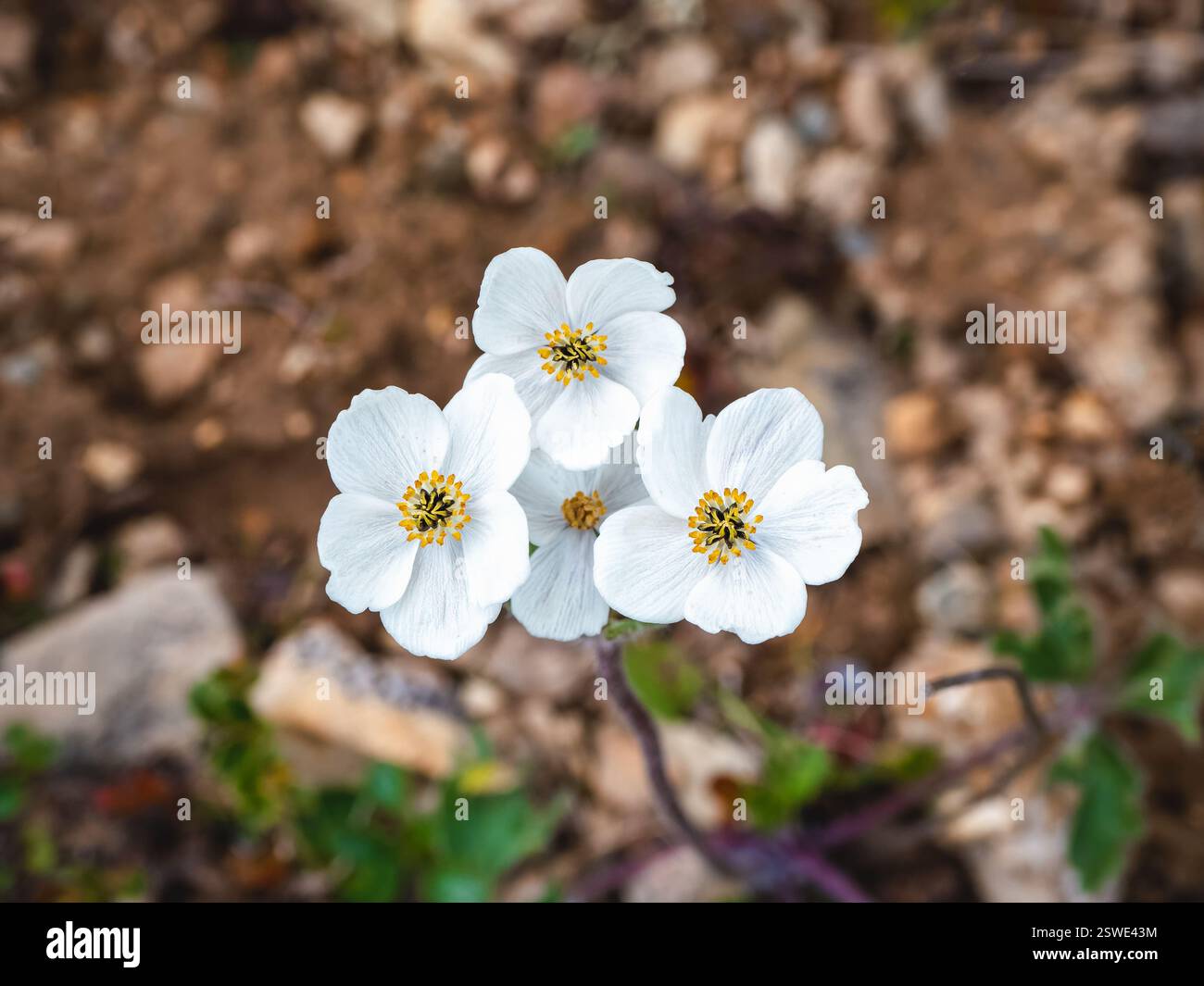 Pretty white flowers of a Helianthemum rock rose plant in a alpine ...