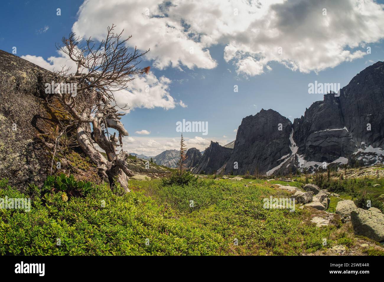 Dry fancy cedar on a granite stone of a mountain slope. Mountain sunny ...