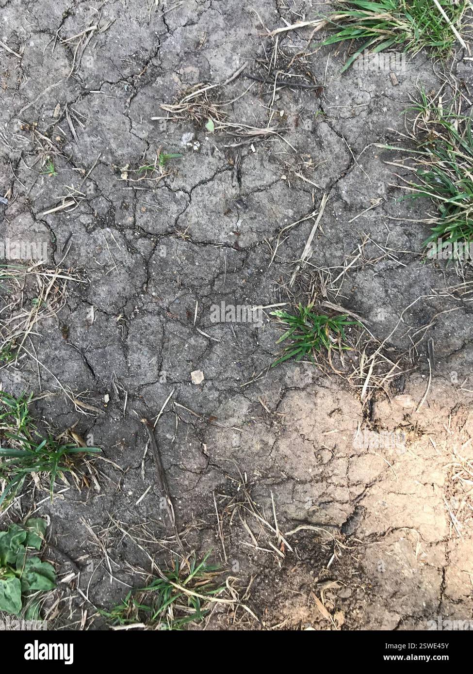 Ants, Bees, Wasps, and Sawflies (Hymenoptera), Insecta, St Mary's ...