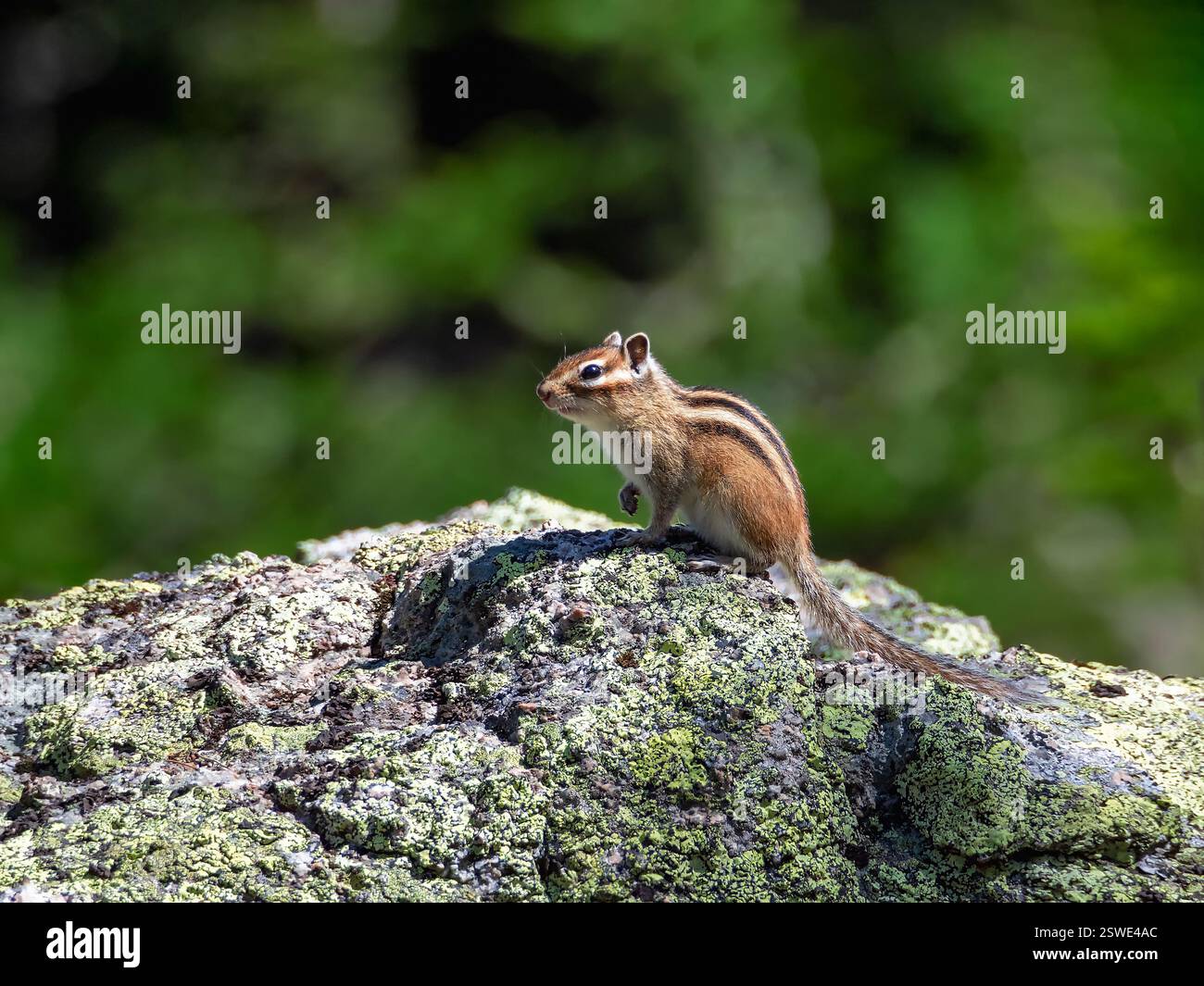 Funny chipmunk on a rock raised its paw against the background o Stock ...