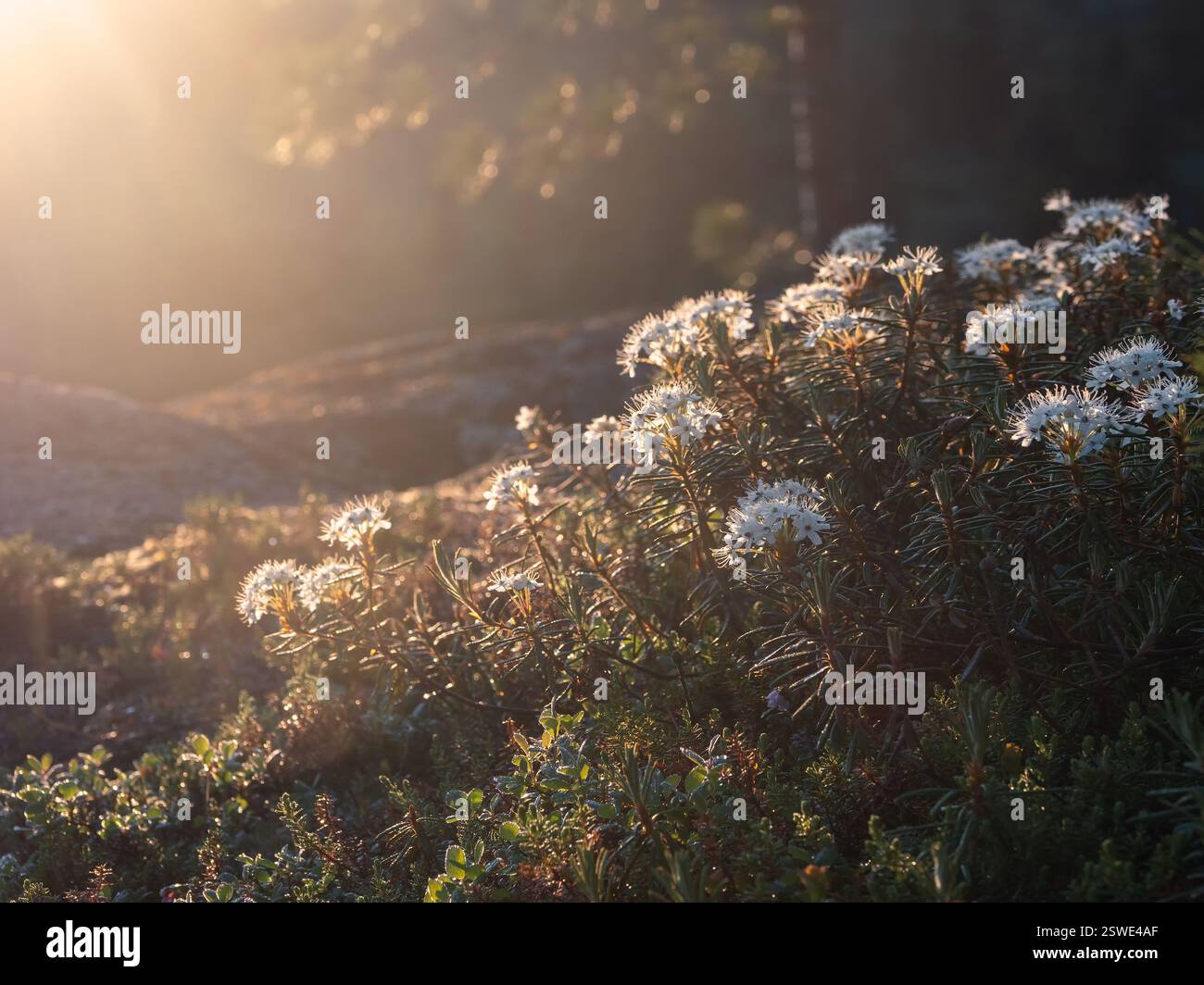 Nature sunset lawn backdrop. Beautiful summer meadow with wild flowers ...