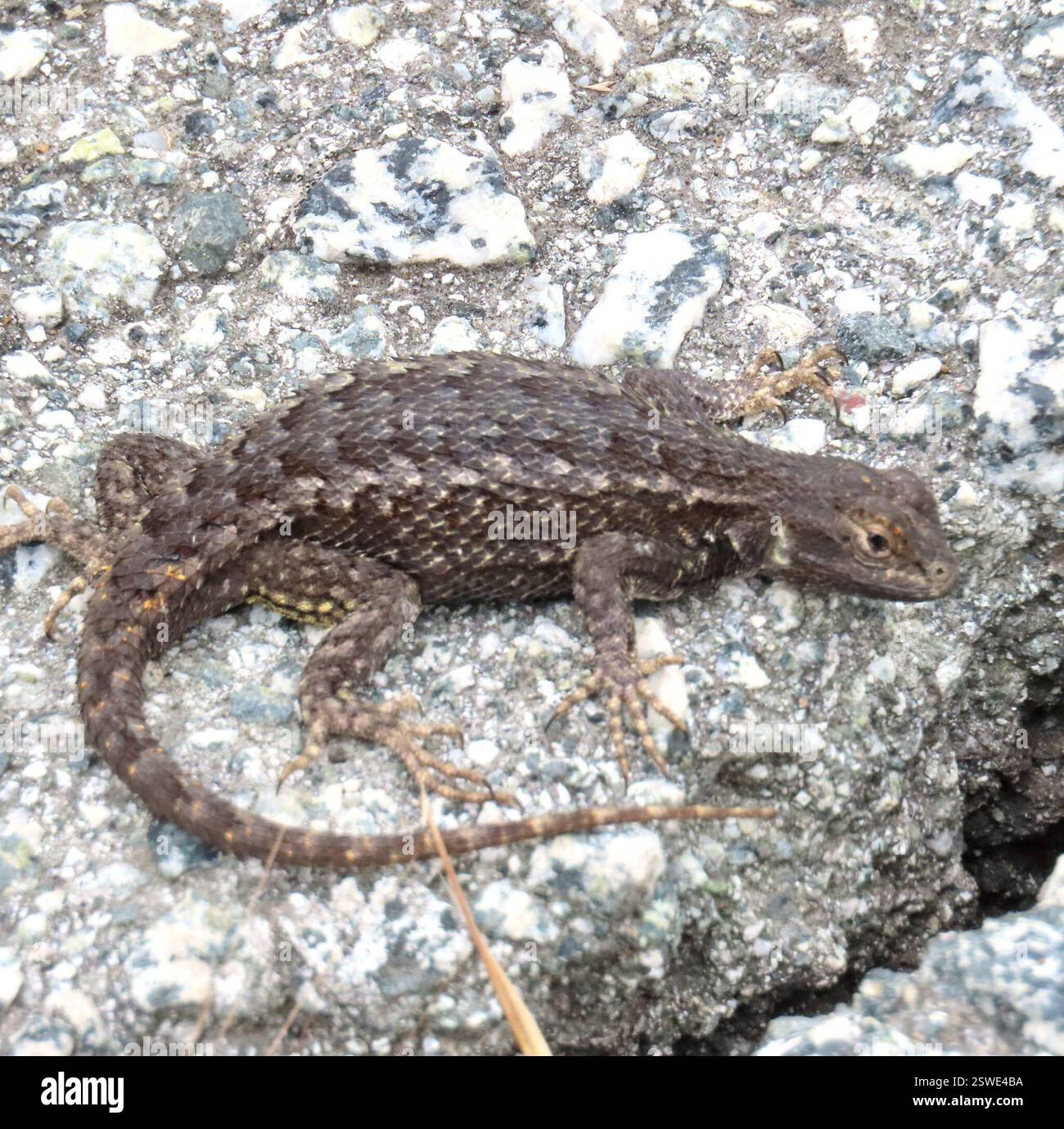 Coast Range Fence Lizard (Sceloporus occidentalis bocourtii), Reptilia ...