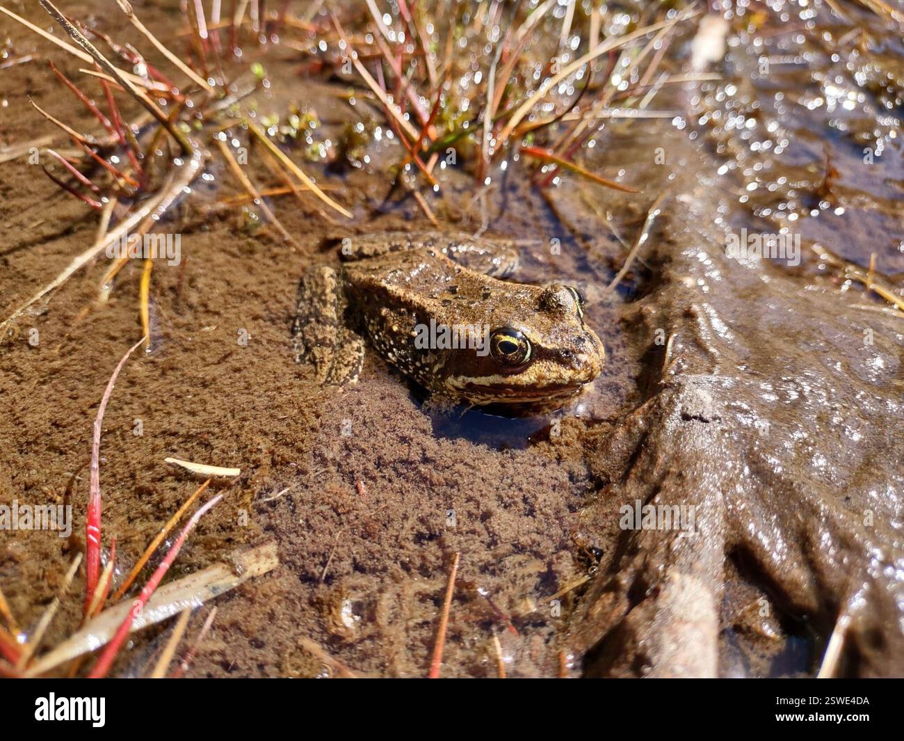 Cascades Frog (Rana cascadae), Amphibia, Washington, US Stock Photo - Alamy