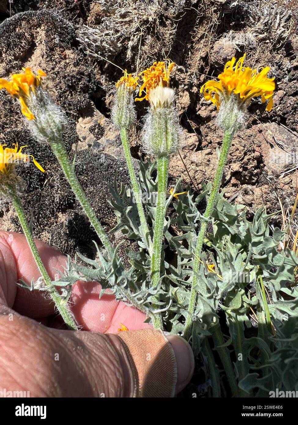 Modoc Hawksbeard (Crepis modocensis), Plantae, Kittitas County, WA, USA ...