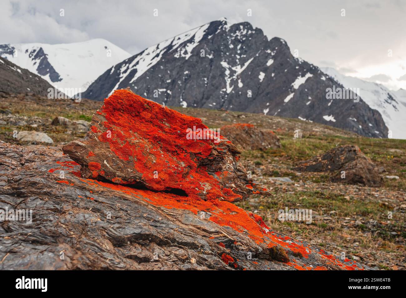 Red lichen on the stone. lichen on a stone in close-up. Multicolor ...