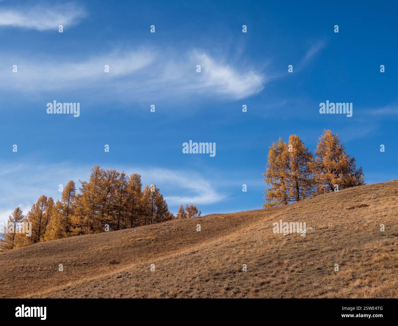 Linsenfa rmigen hi-res stock photography and images - Alamy