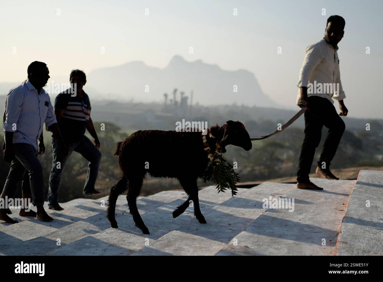 A devotee leads a goat to be sacrificed at the Lingamanthula Swamy ...