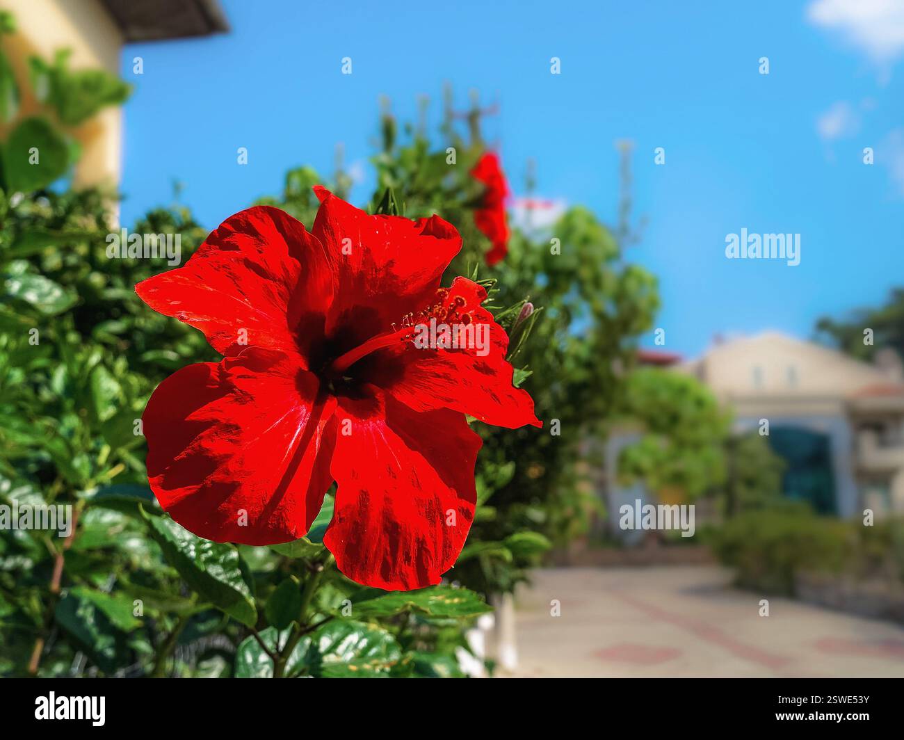 Bright red hibiscus single flower. Big red hibiscus flower on the sky ...