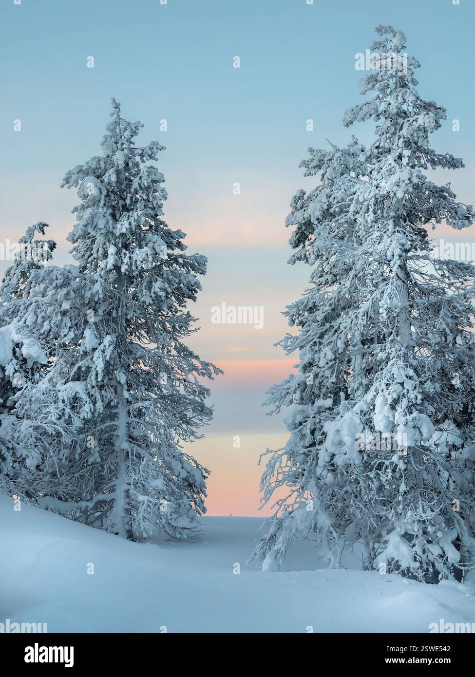 Bright magical bizarre silhouette of fir trees are plastered with snow ...