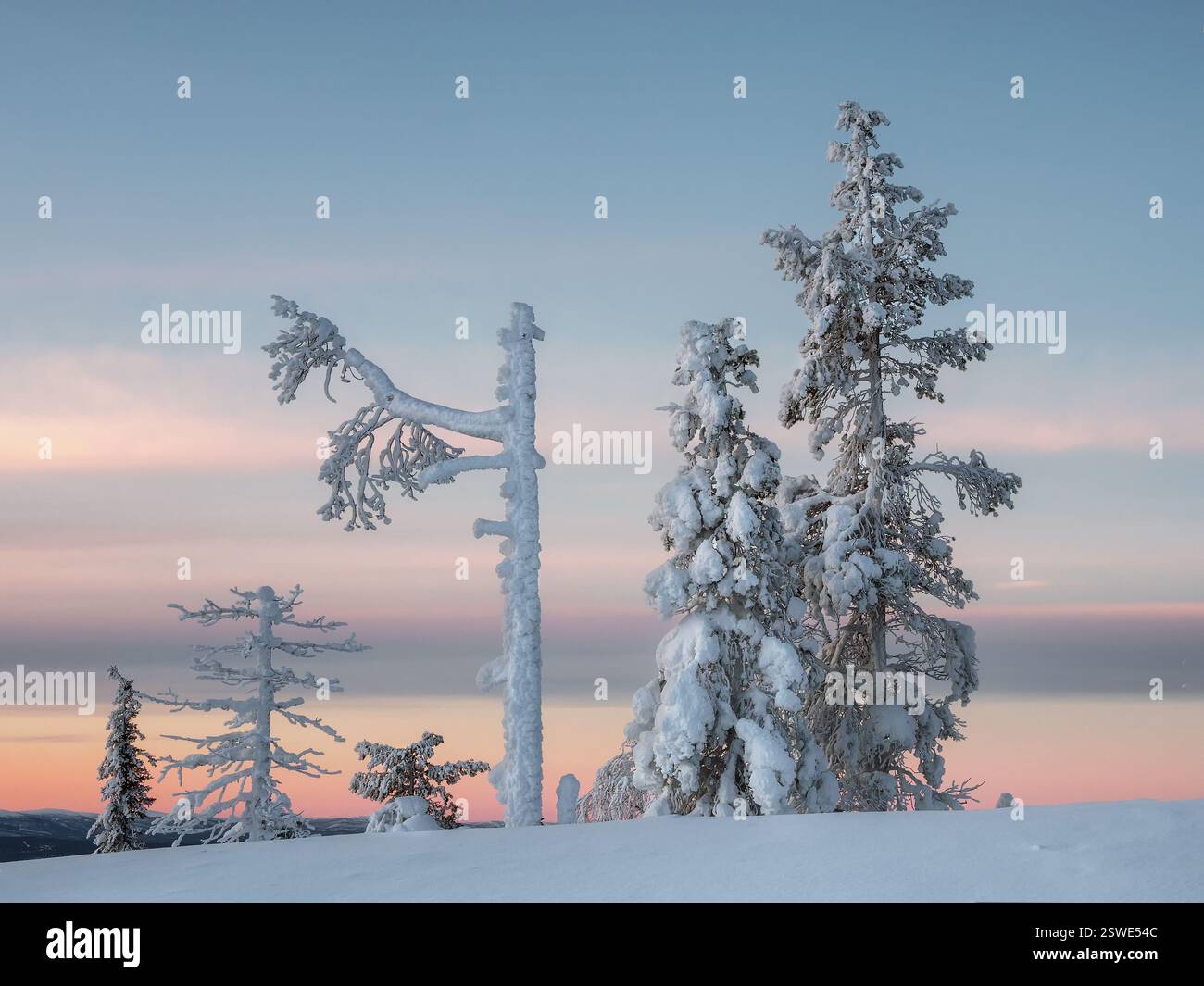 Minimalistic pink dawn magical bizarre silhouette of trees are ...