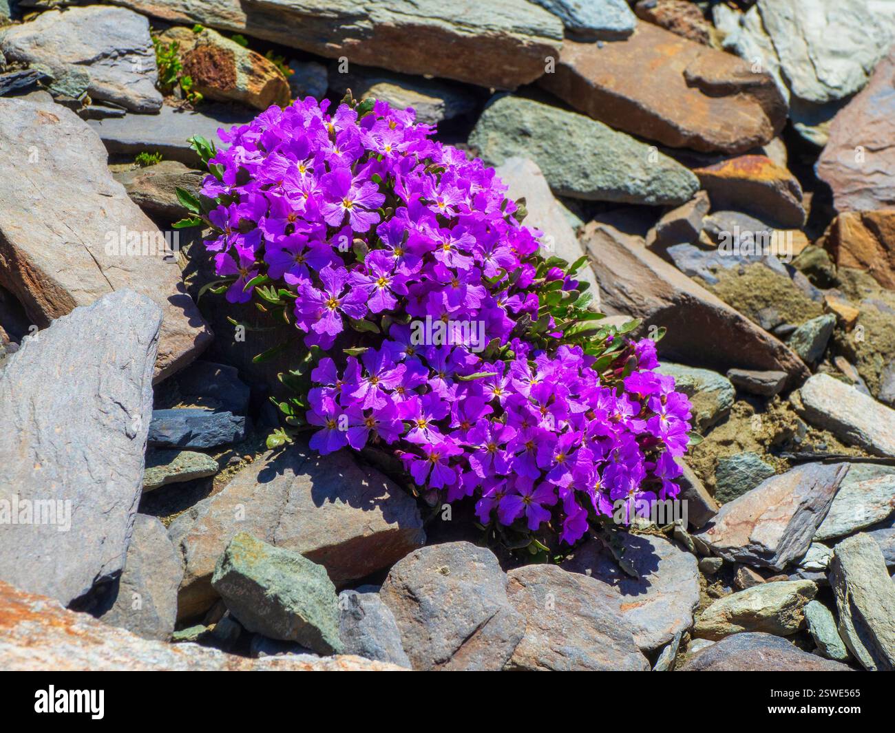 Purple mountain flowers background. Bush Aubrieta plant with purple ...