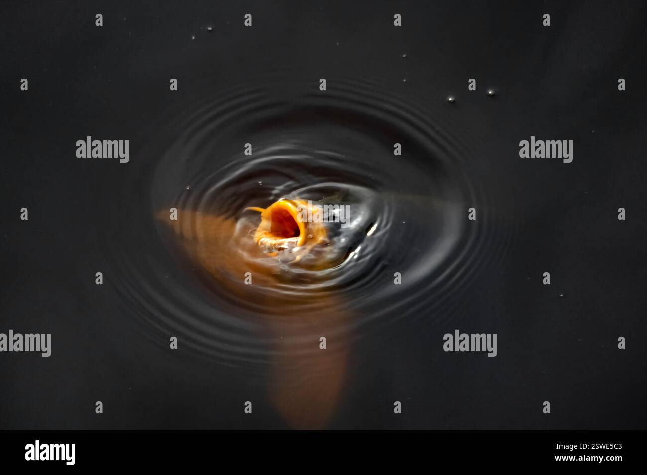 Selective focus. A huge mouth of a fish emerging from the dark depths ...