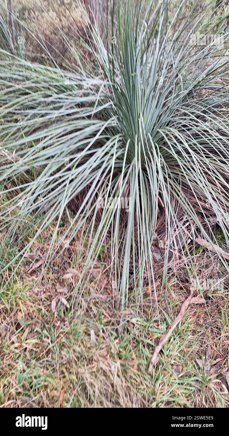tufted grass-tree (Xanthorrhoea semiplana), Plantae, Bridgewater SA ...