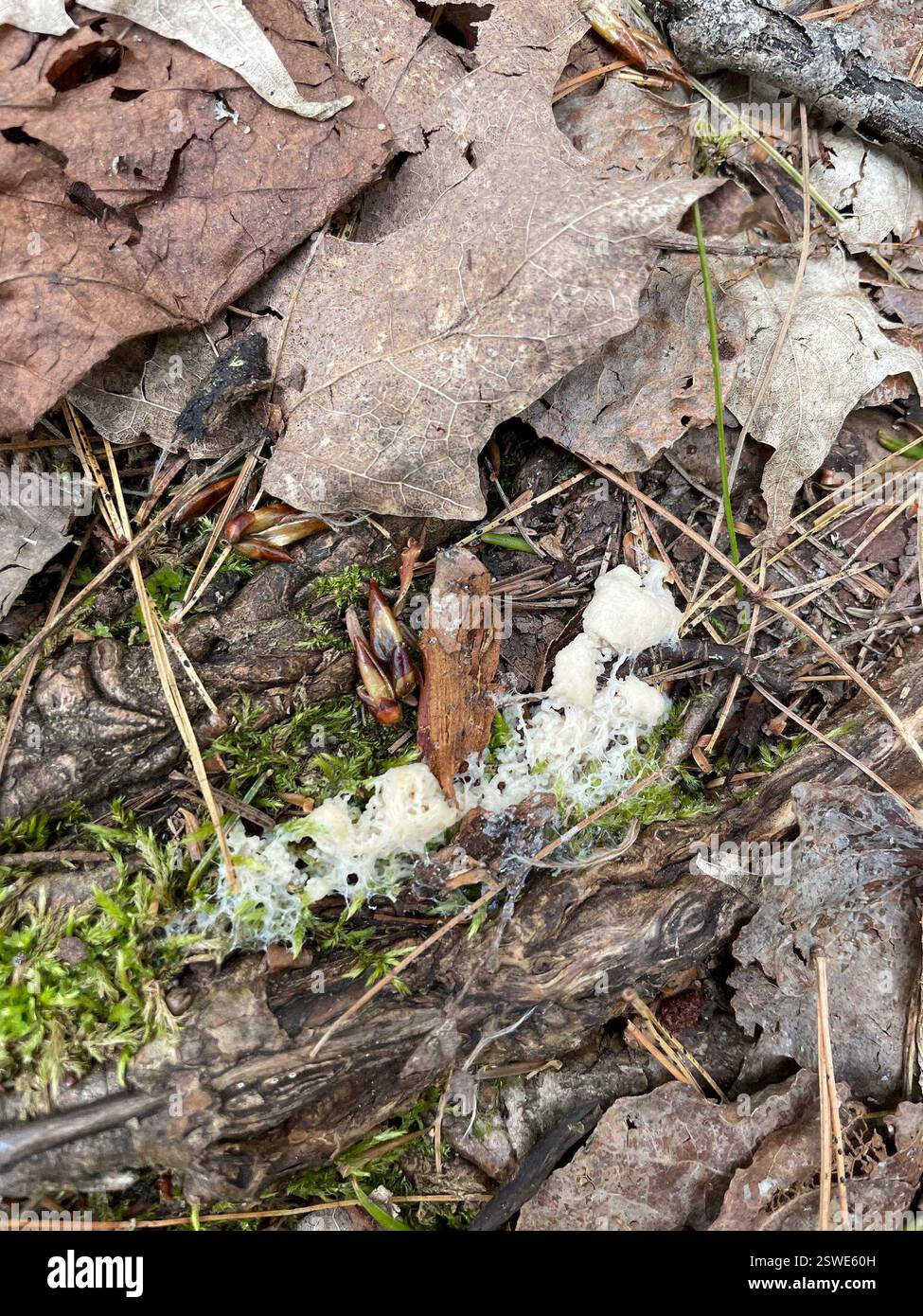 (Physarales), Protozoa, Misery Bay Provincial Park, Burpee and Mills ...