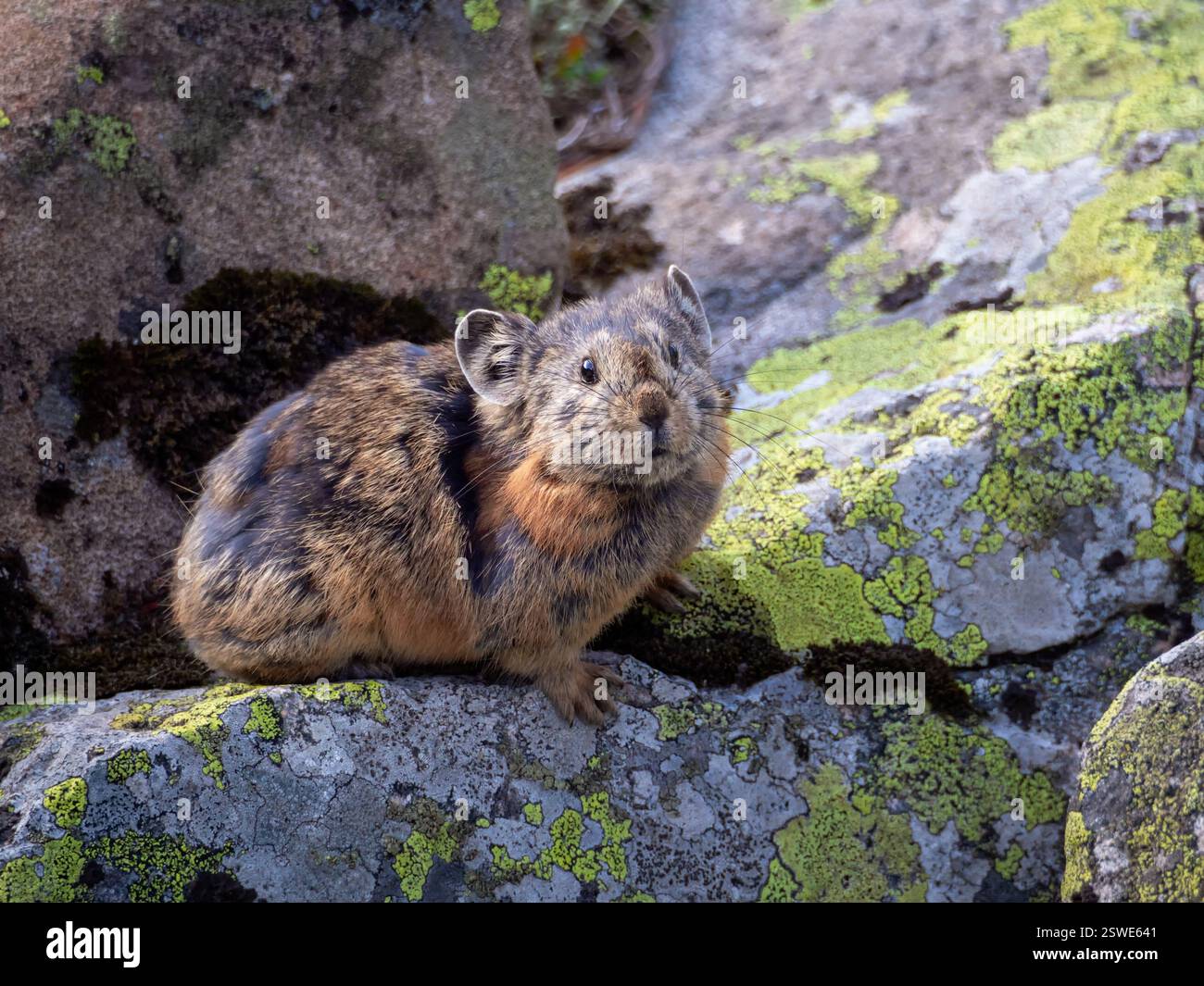 Close up of funny Pika Ochotona collaris sits on rocky in Altai ...