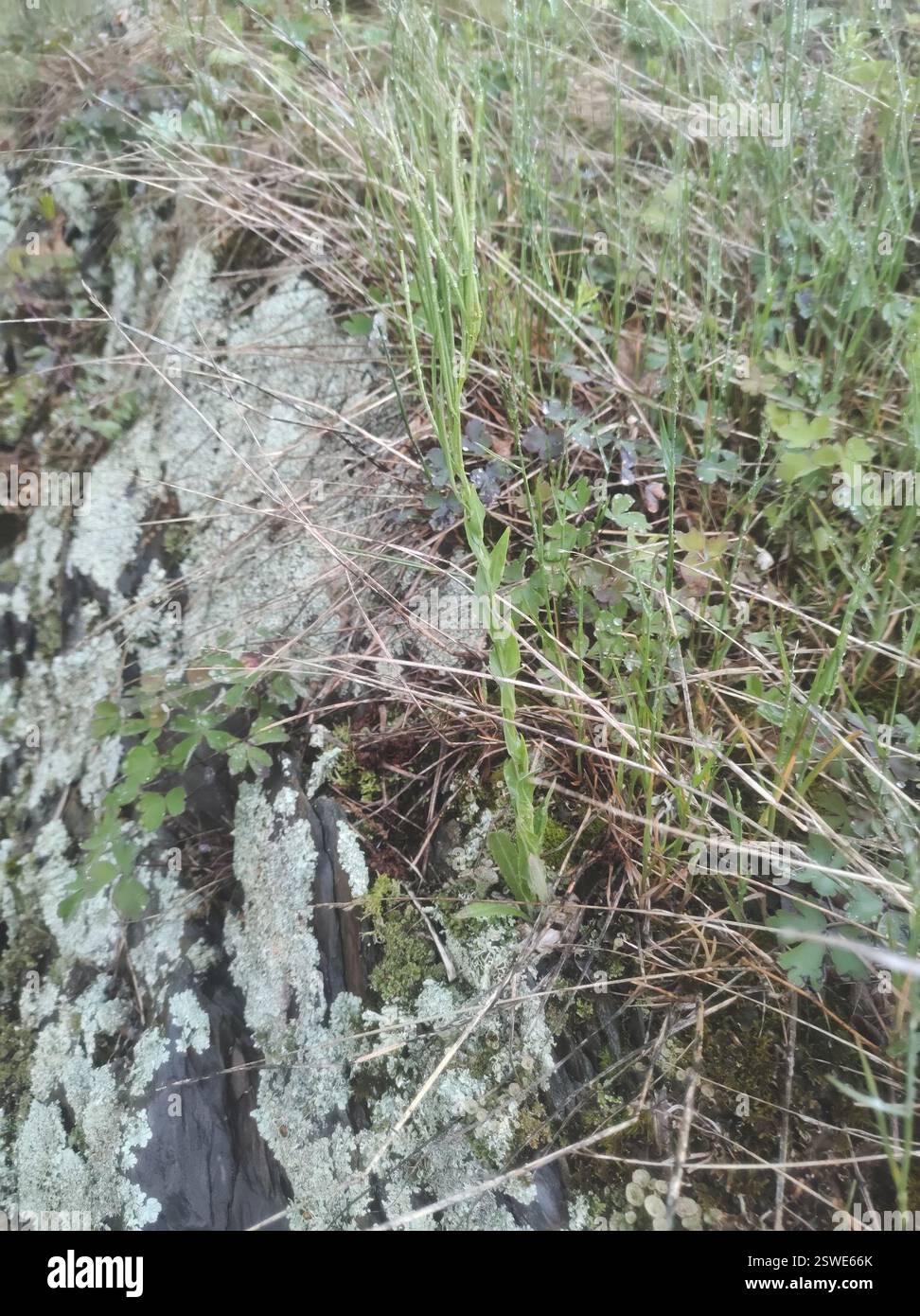 Slender Rockcress (Arabis pycnocarpa), Plantae, Lieu historique ...