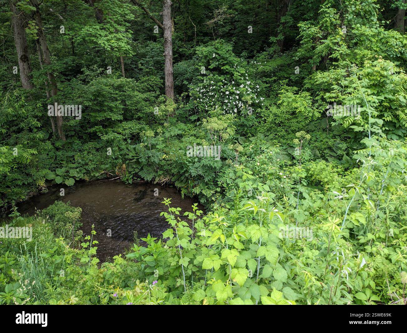 purple-stemmed angelica (Angelica atropurpurea), Plantae, Norfolk ...