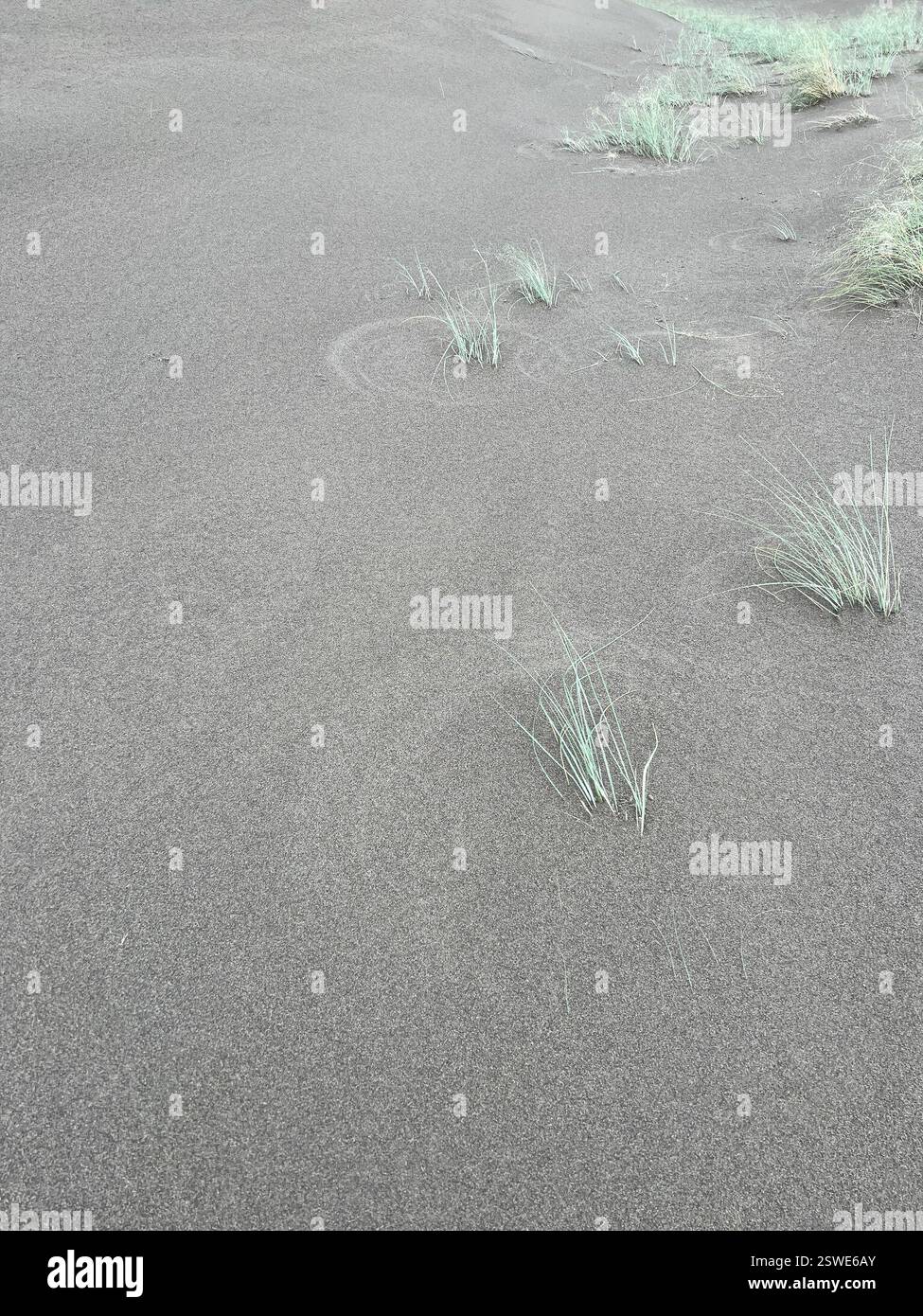 grasses, sedges, cattails, and allies (Poales), Plantae, Owyhee County ...