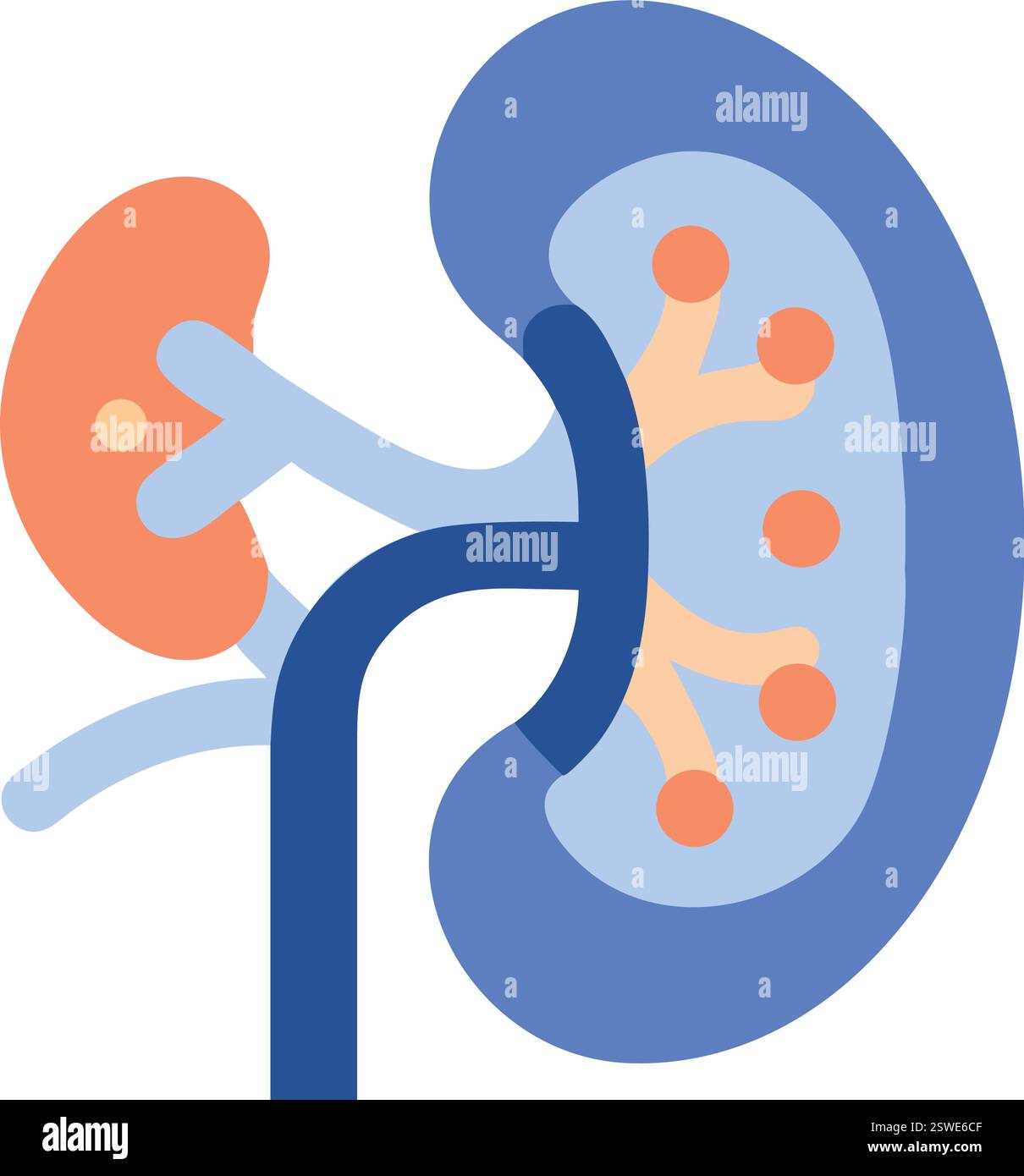 Kidney disease anatomy cross section icon Stock Vector Image & Art - Alamy