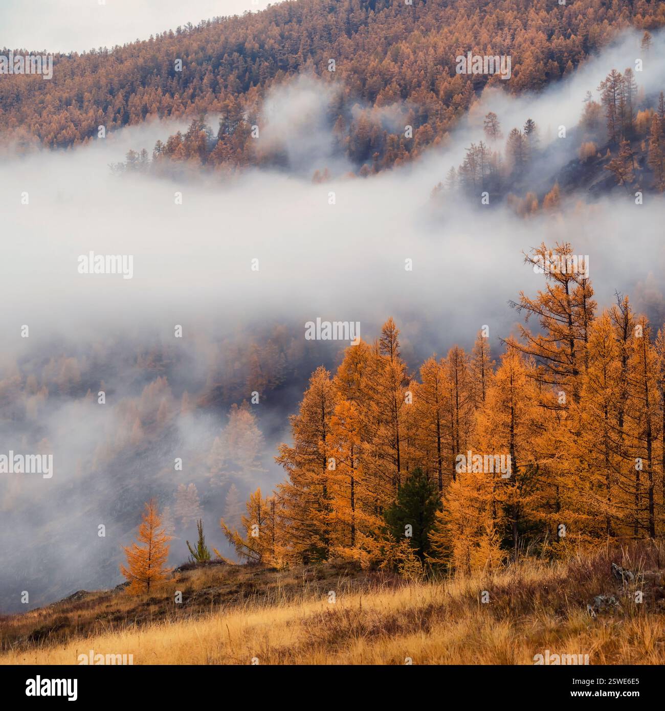 Gloomy rainy forest low clouds hi-res stock photography and images - Alamy