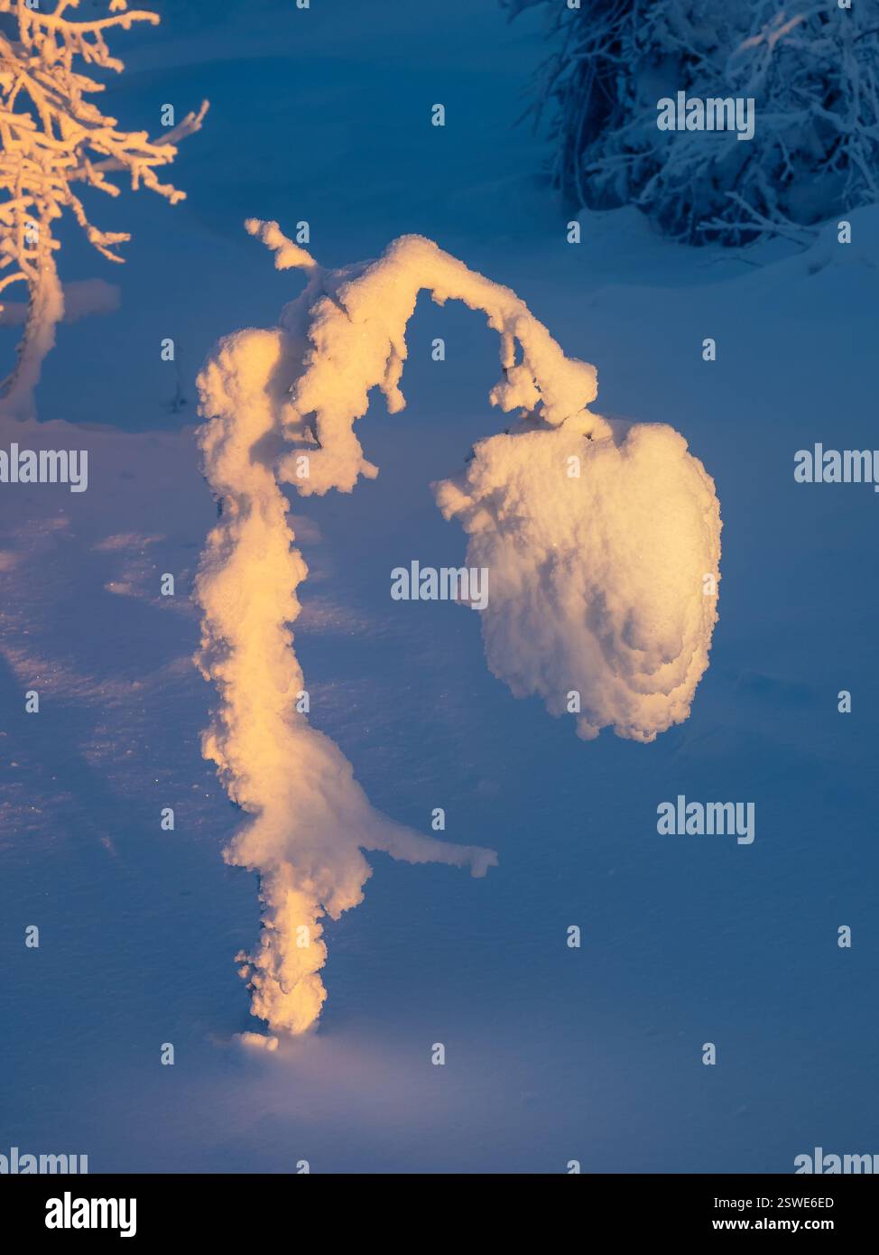 Selective focus. Bright sunny ice flower, a cold natural winter ...