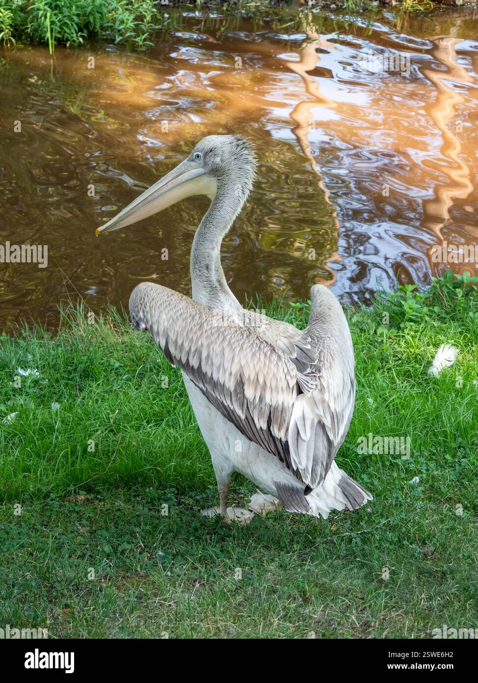 Beautiful big pelican resting near a lake. Great white pelican is a ...
