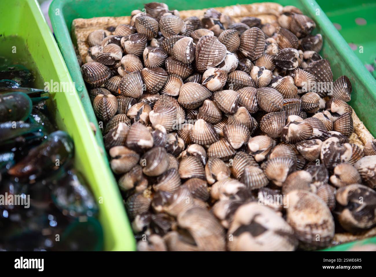 Fresh raw sea cockles clams display for sale at seafood market or Thai ...