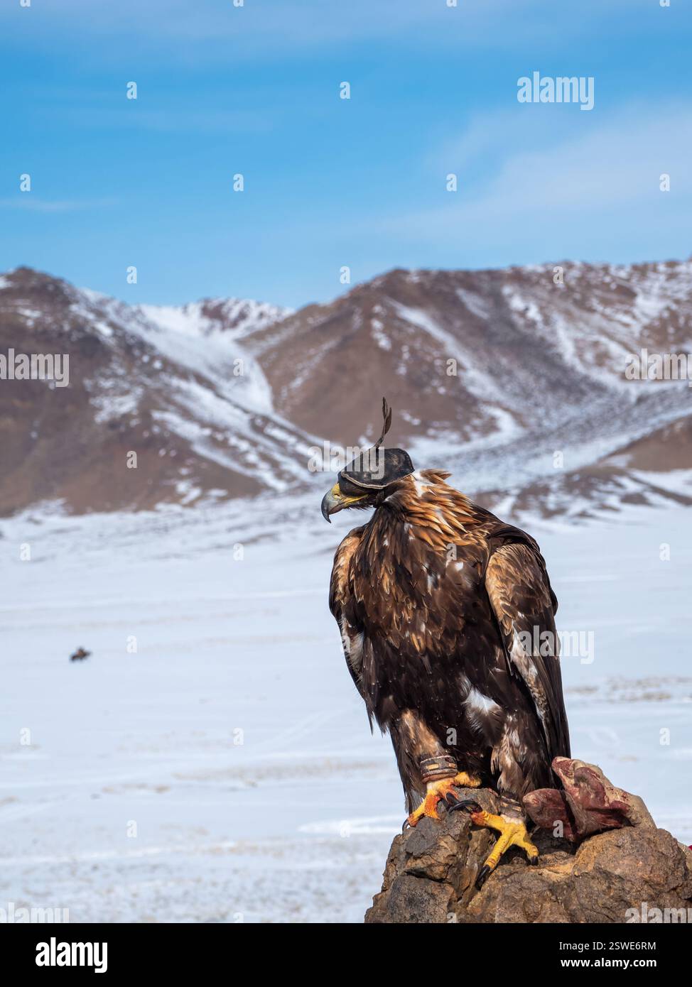 Steinadler ja ger hi-res stock photography and images - Alamy