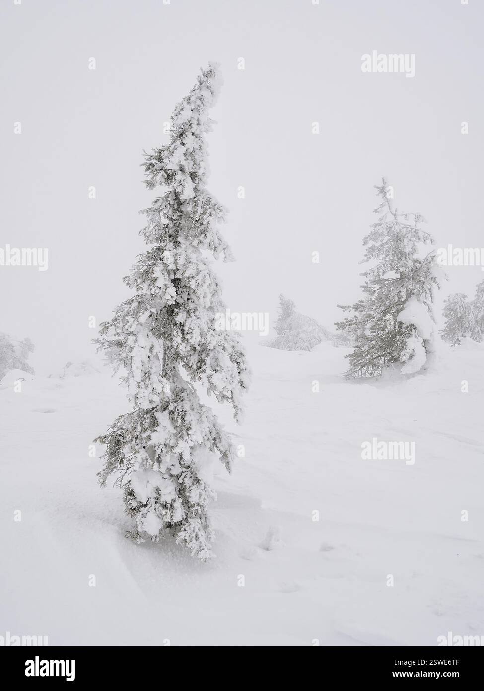 Soft focus. Magical bizarre silhouettes of trees are plastered with ...