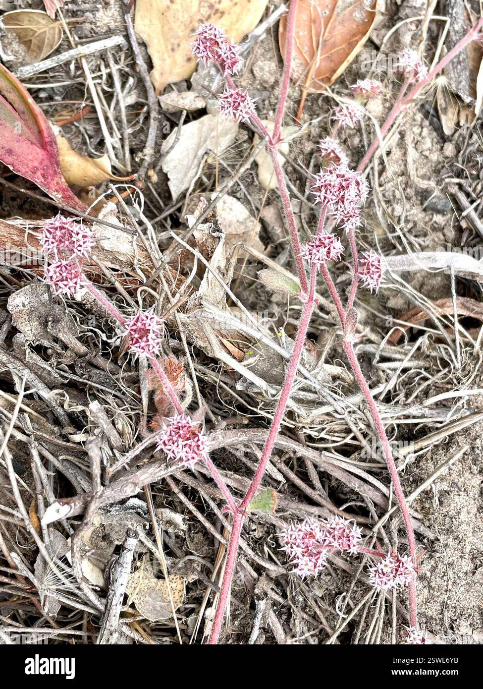 Monterey spineflower (Chorizanthe pungens), Plantae, Fort Ord National ...