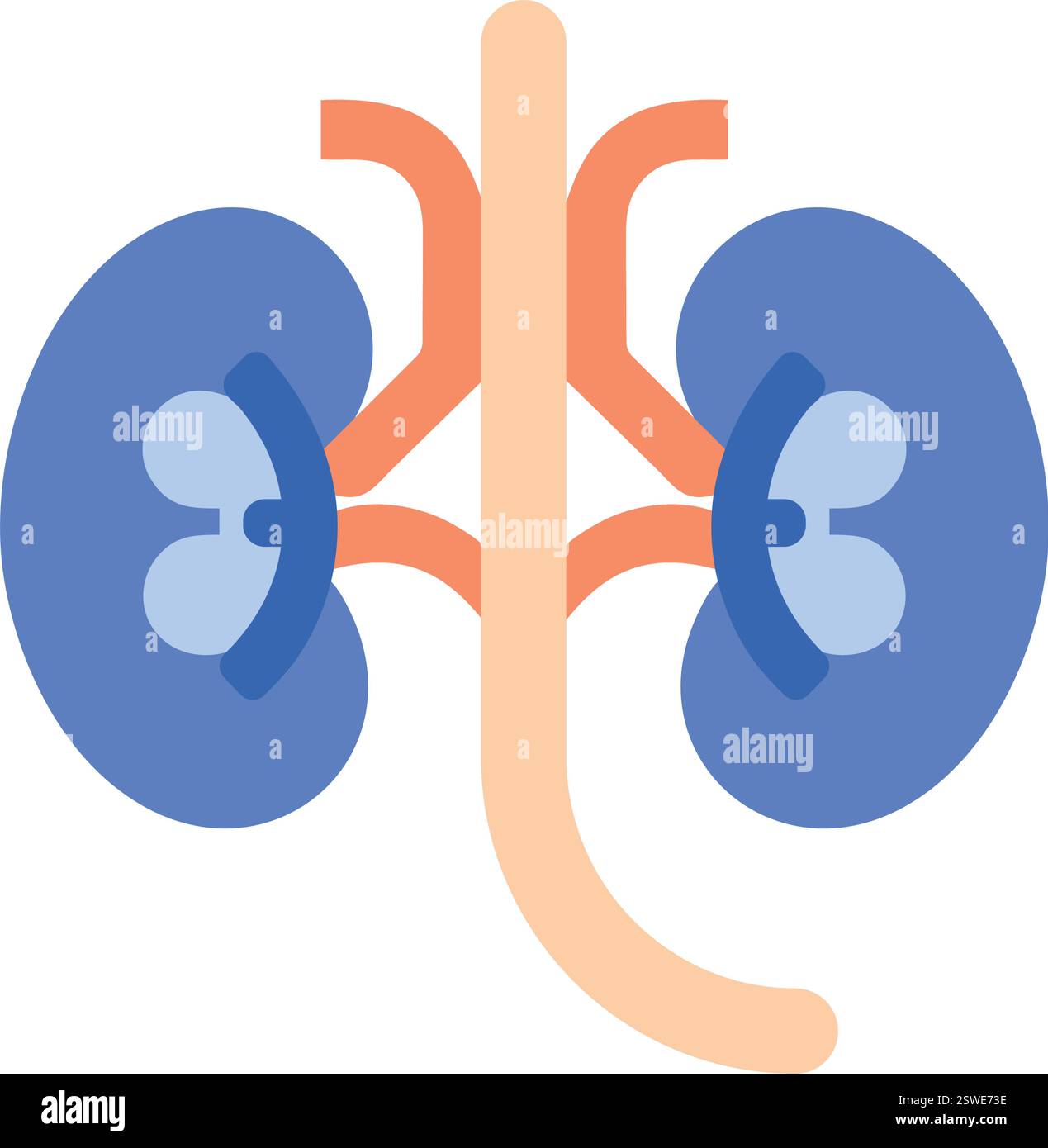 Detailed kidney disease anatomy icon Stock Vector Image & Art - Alamy
