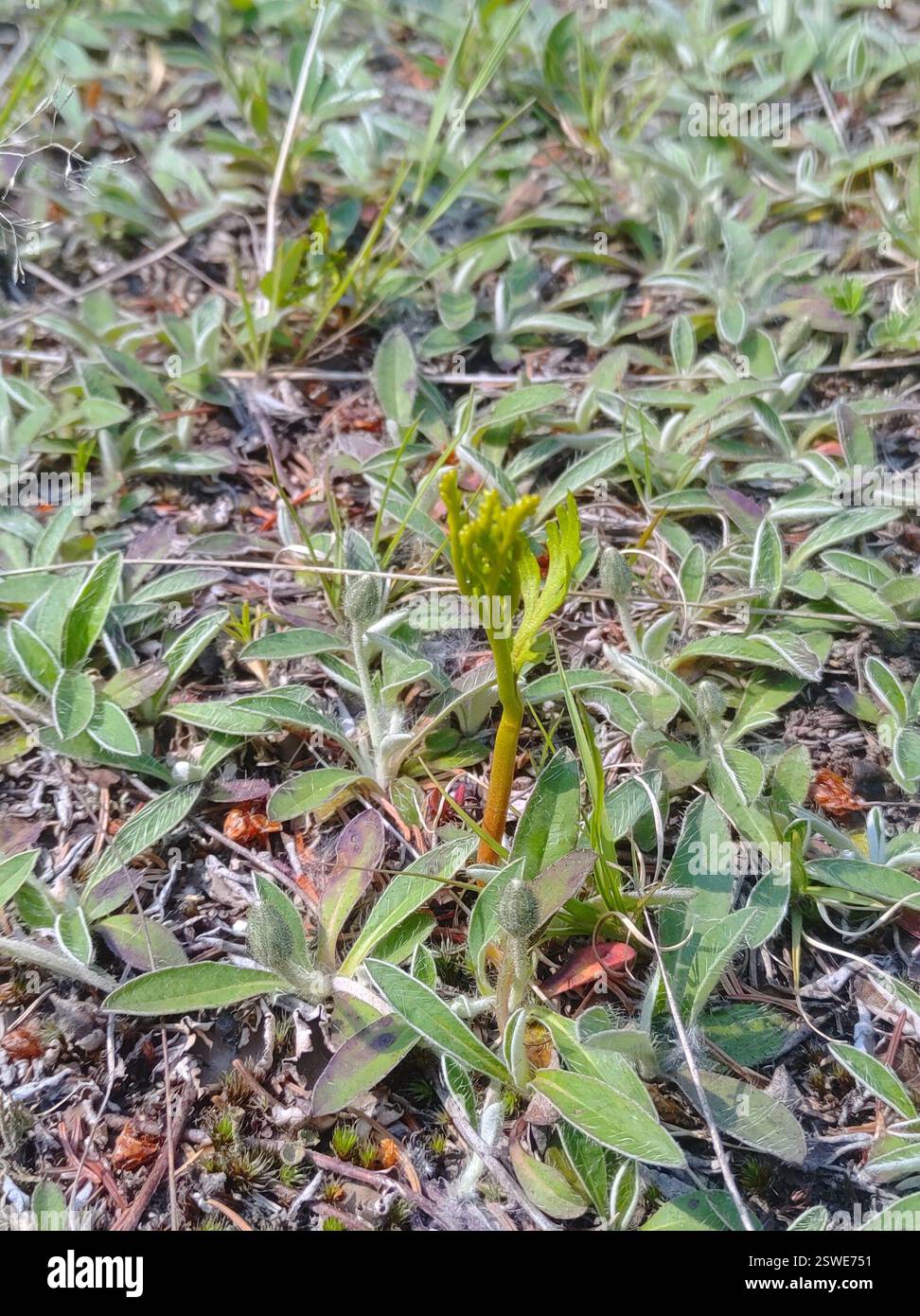 narrow triangle moonwort (Botrychium angustisegmentum), Plantae, Québec ...