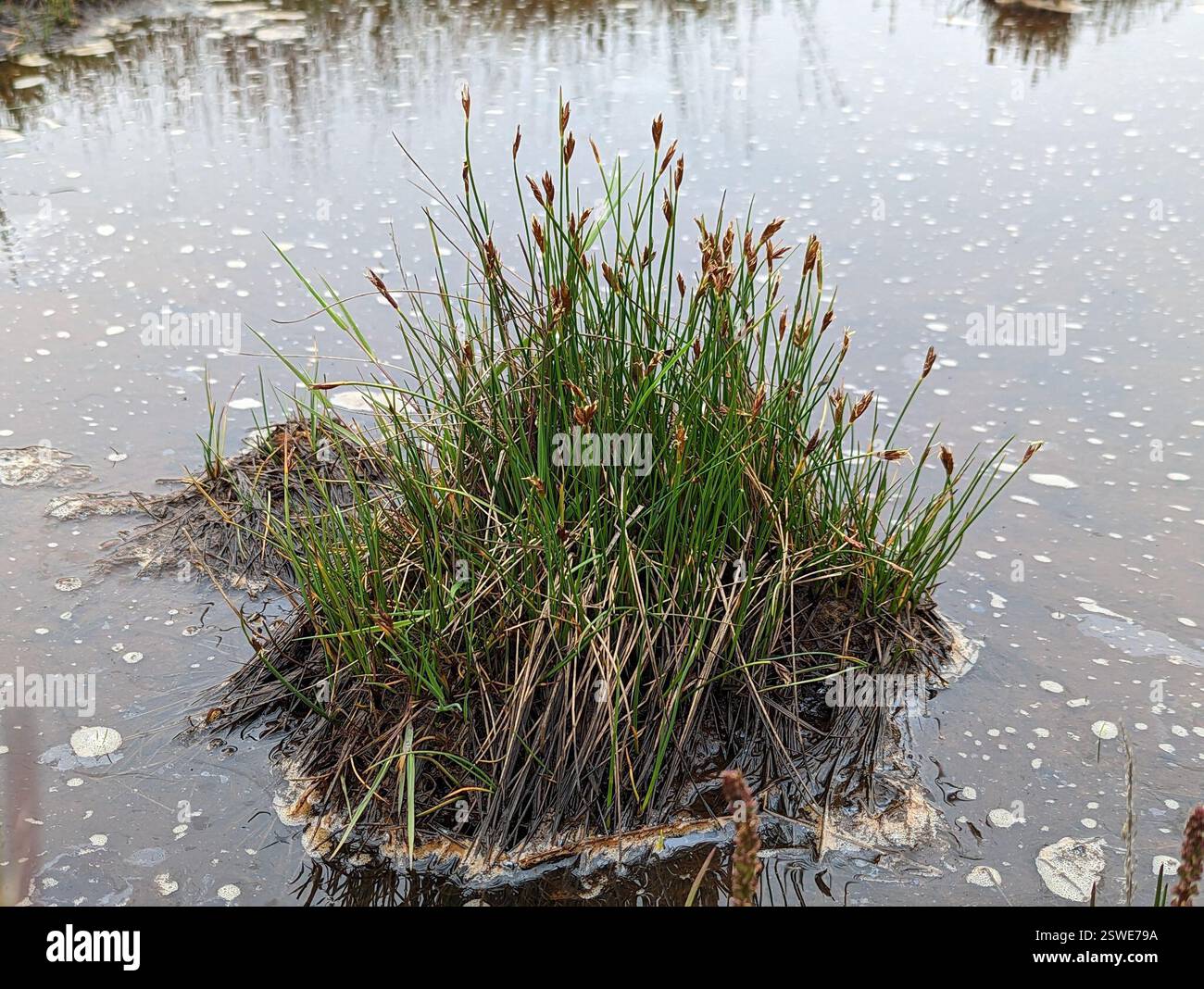 Red Bulrush (Blysmus rufus), Plantae, Westport, NS B0V, Canada Stock ...