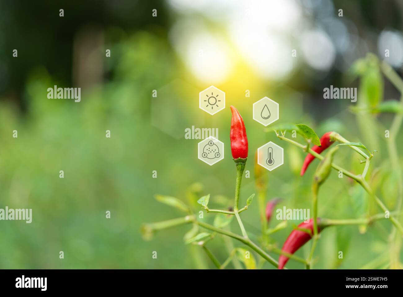 Smart farm digital icon and futuristic AI data infographic of Chilli ...