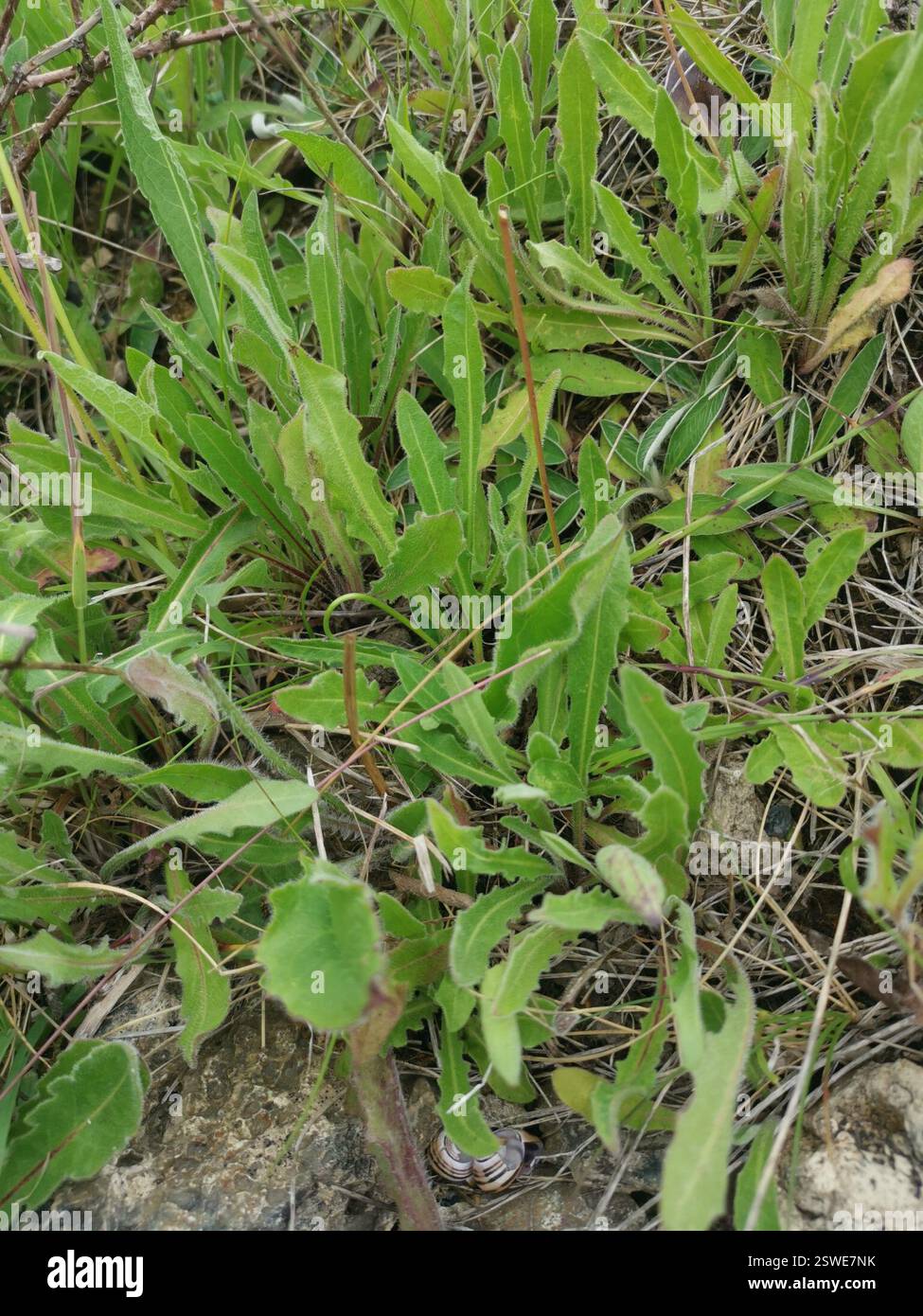 Rough Hawkbit (Leontodon hispidus), Plantae, School, Durham DH6 4RD, UK ...