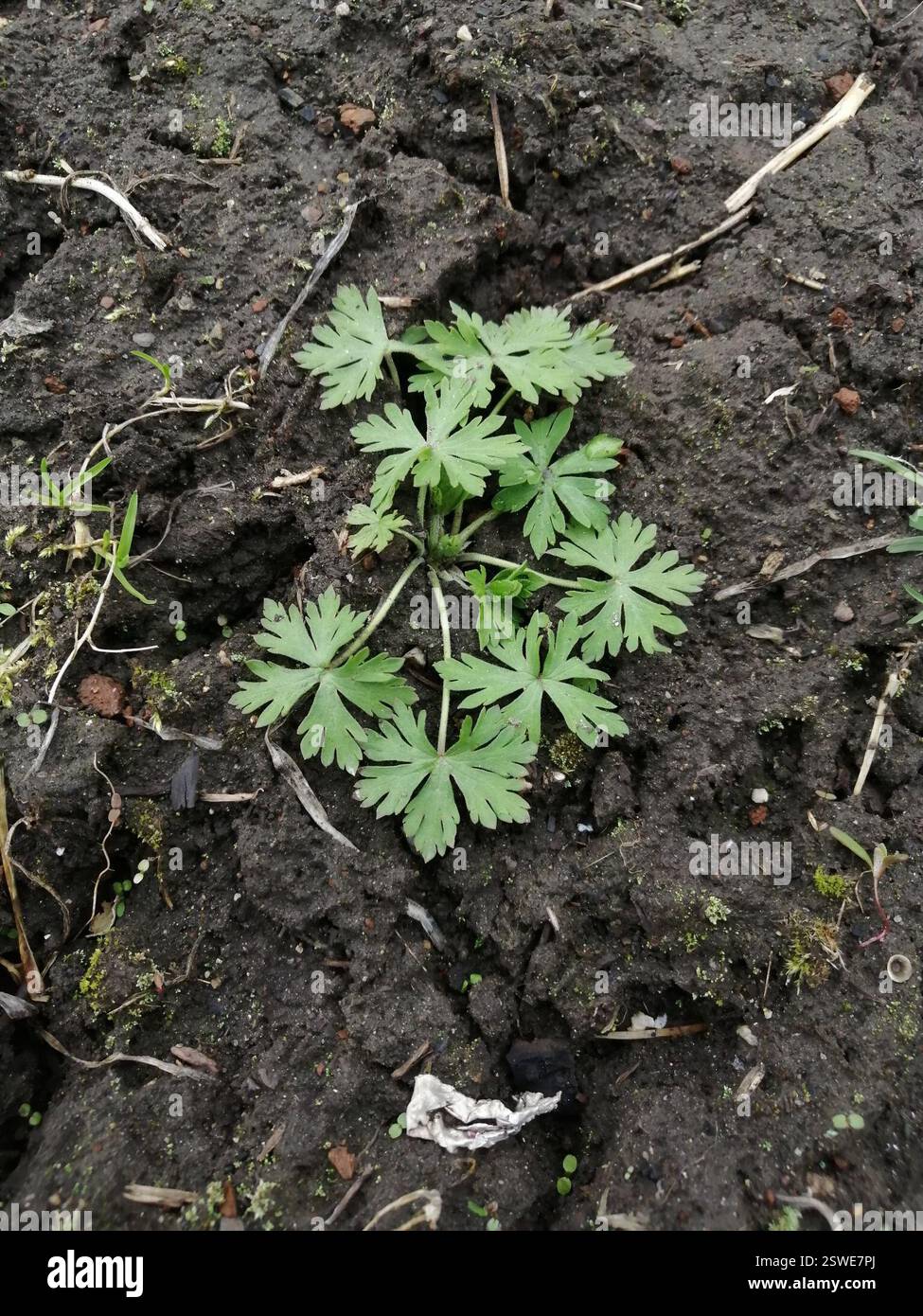 Siberian Crane's-bill (Geranium sibiricum), Plantae, Октябрьский ...