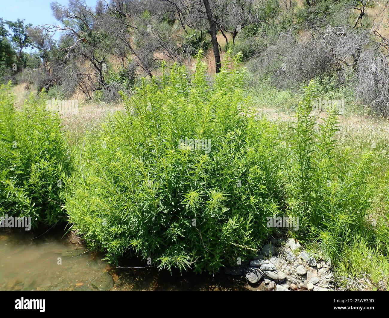durango root (Datisca glomerata), Plantae, Lake County, CA, USA Stock Photo - Alamy