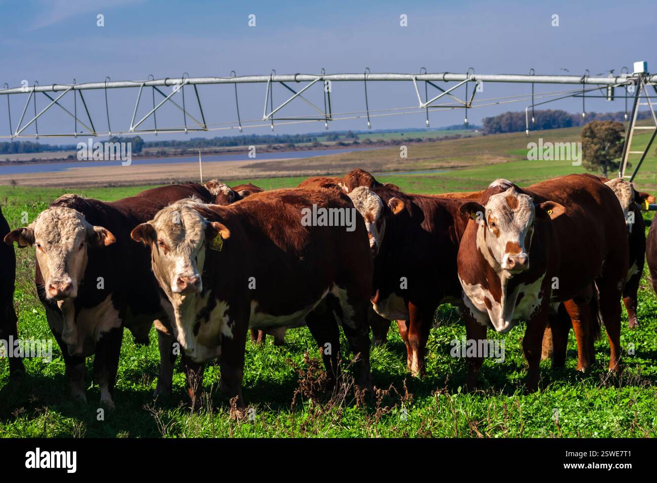 Hereford cattle on green pasture, with an irrigation pivot in the ...