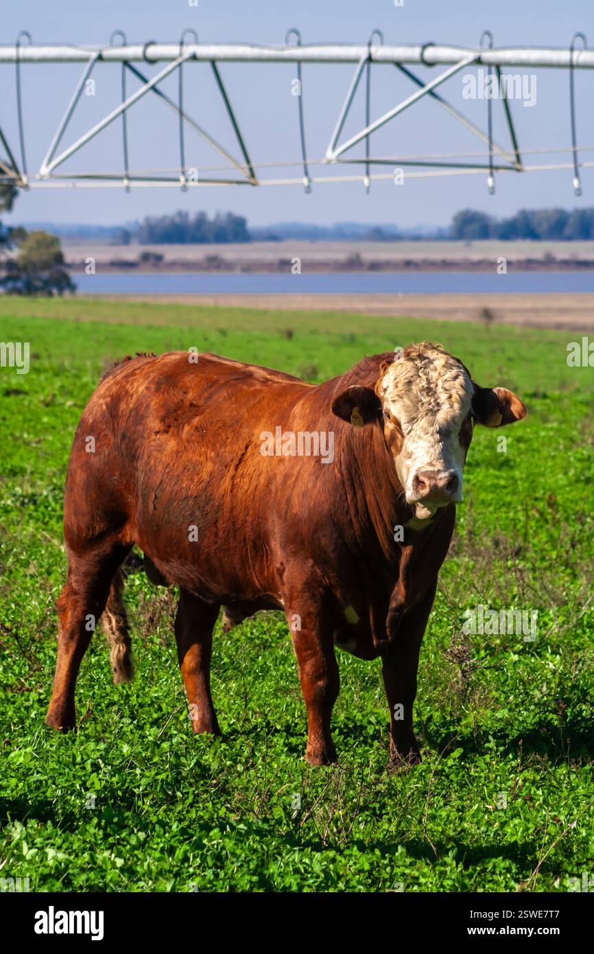 Hereford cattle on green pasture, with an irrigation pivot in the ...