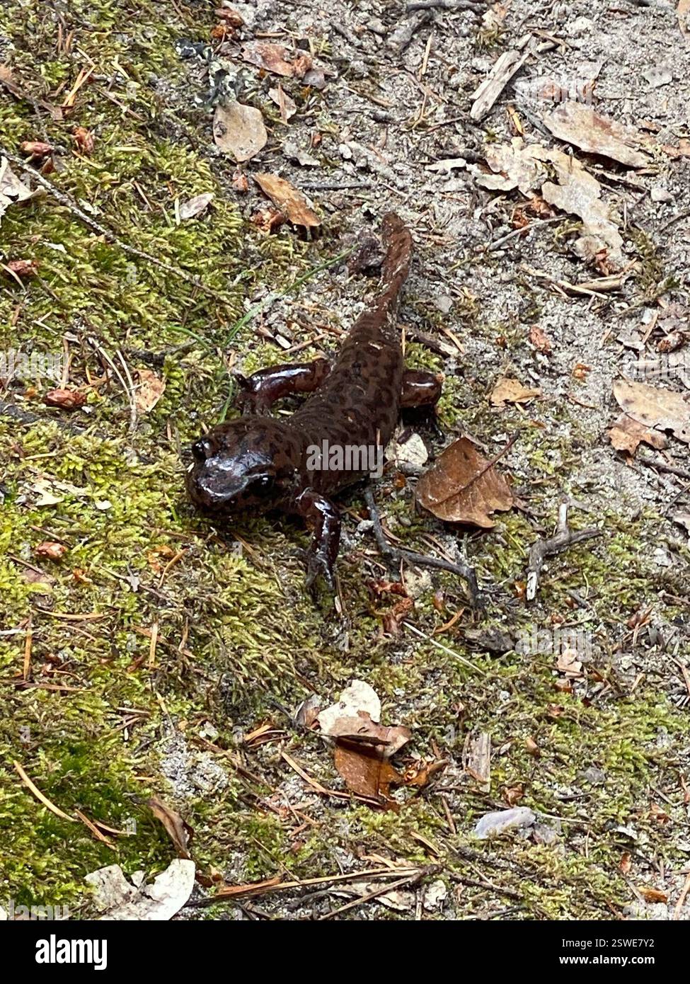 California Giant Salamander (Dicamptodon ensatus), Amphibia, Santa Cruz ...