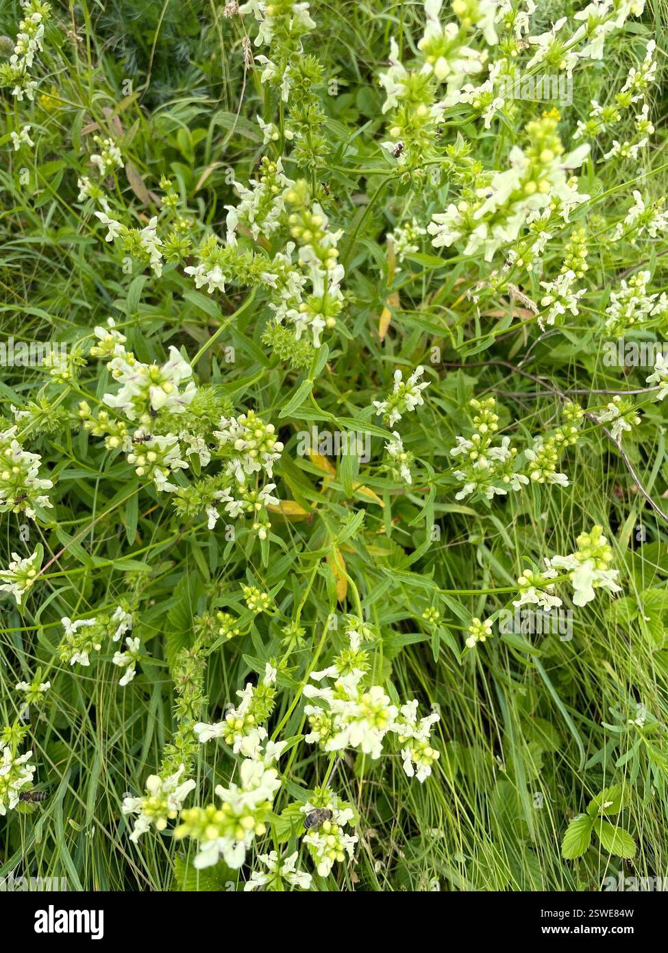 Perennial Yellow-woundwort (Stachys recta), Plantae, Лямбирский р-н ...