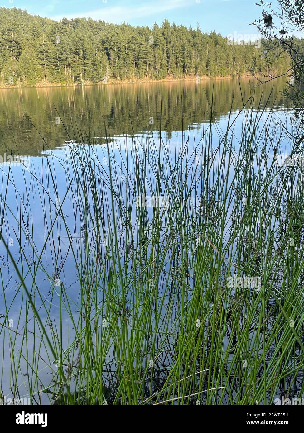 Baltic Rush (Juncus balticus), Plantae, Moran State Park, Olga, WA, US ...
