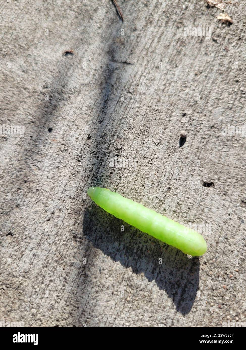 Cutworm Moths and Allies (Noctuidae), Insecta, Saskatoon, SK S7N 1K5 ...
