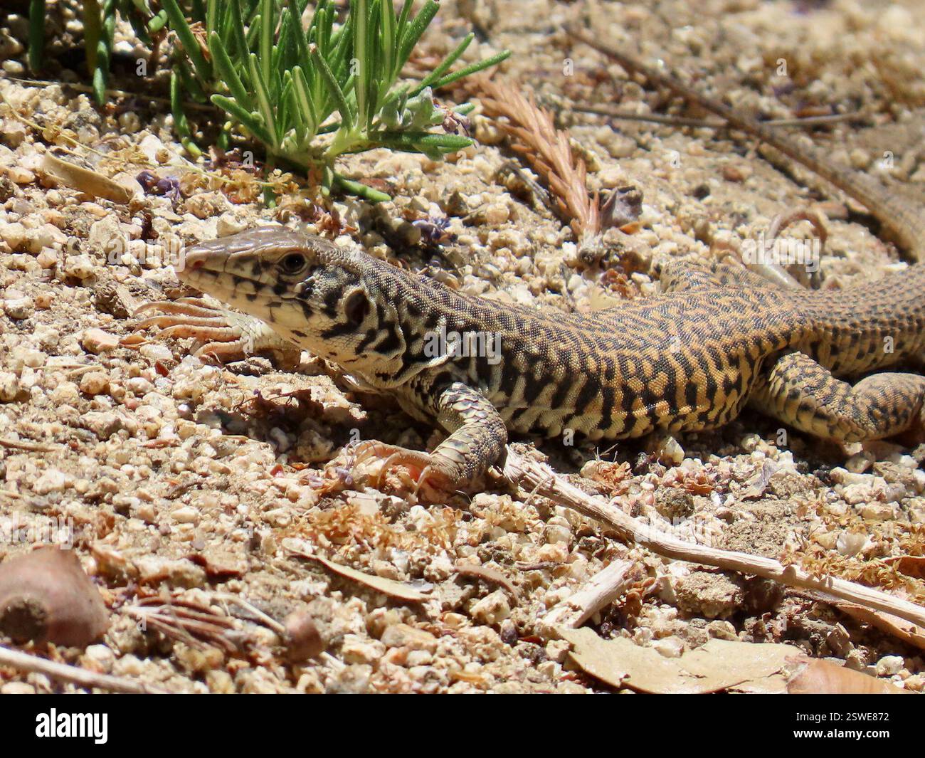 Western whiptail lizard hi-res stock photography and images - Alamy
