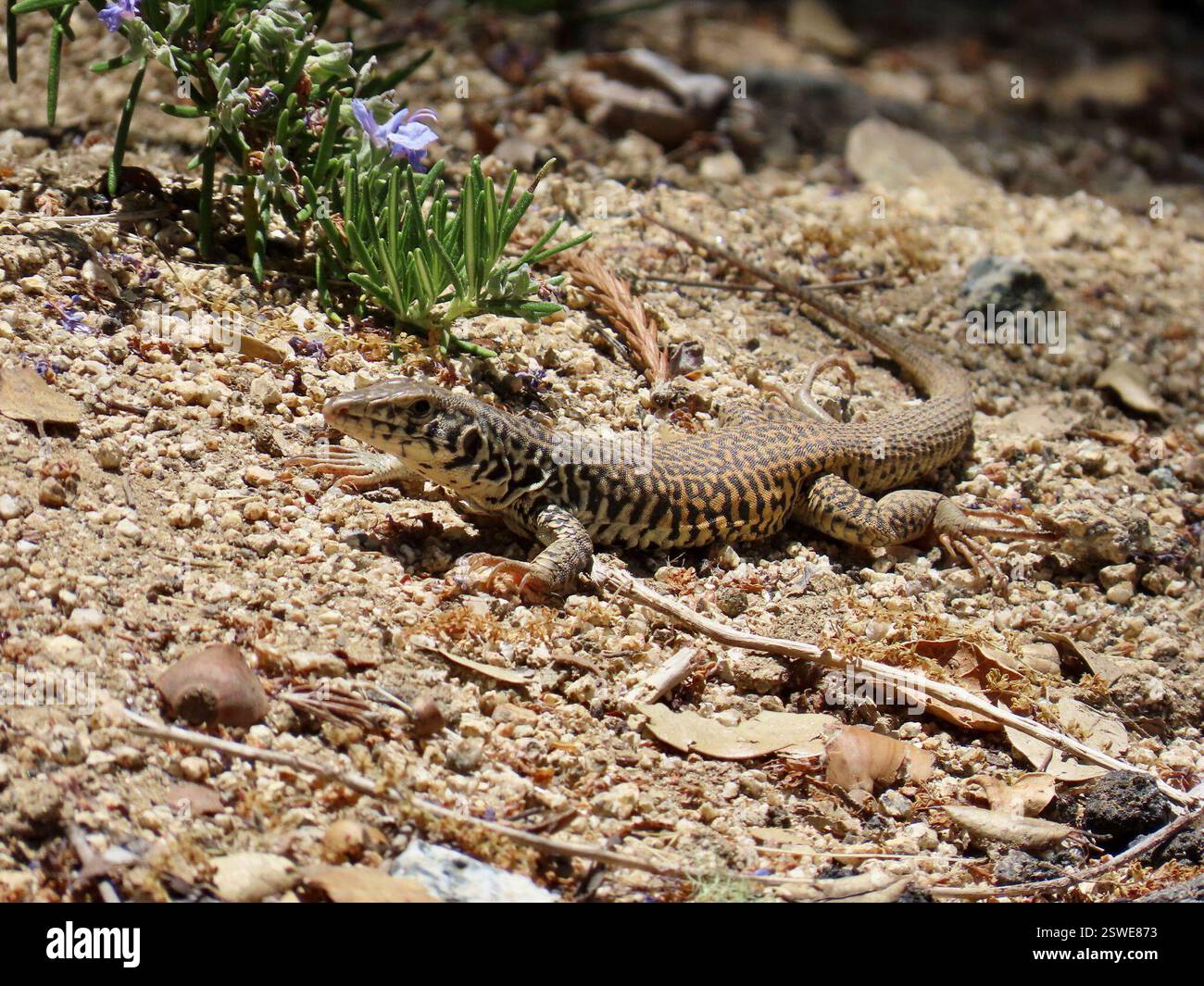 Western whiptail lizard hi-res stock photography and images - Alamy